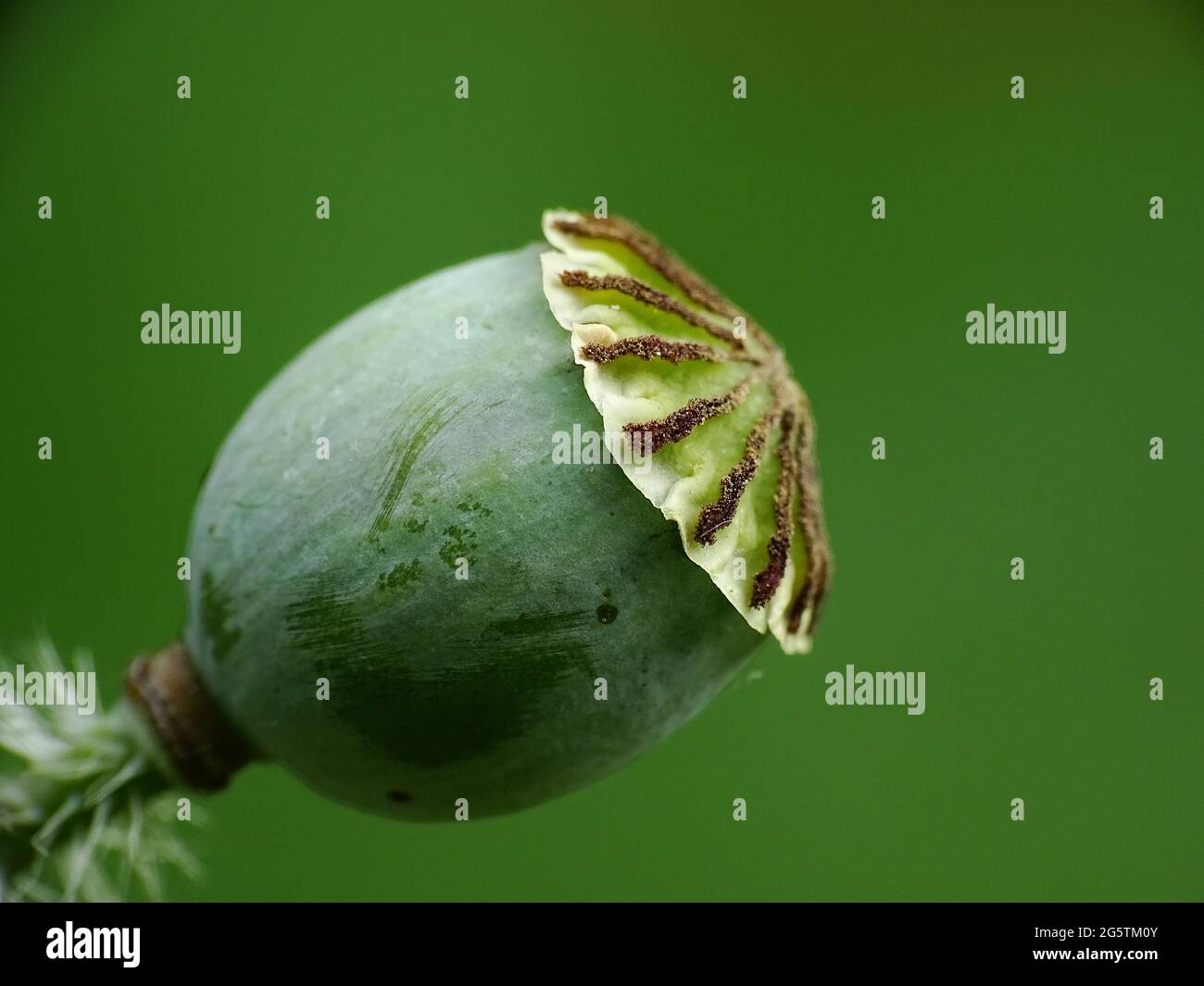 macro of a poppy seed pod with a green background Stock Photo - Alamy