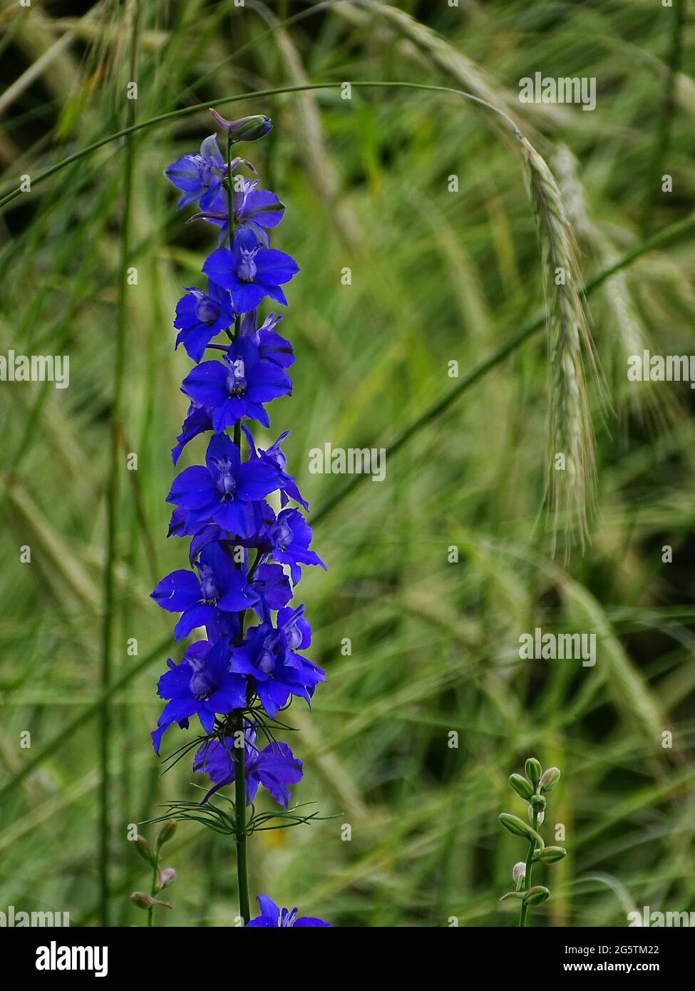 With field larkspur hi-res stock photography and images - Alamy