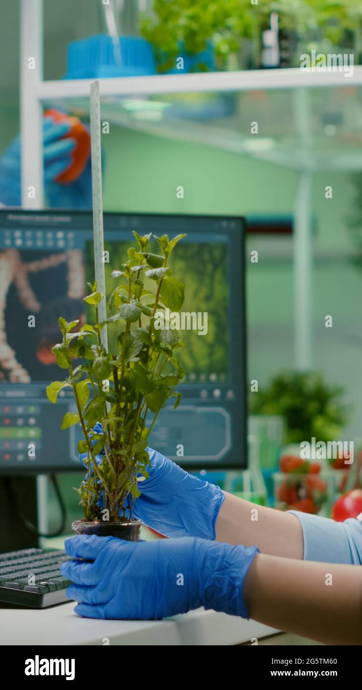 Researcher woman measuring eco sapling while observing biological ...