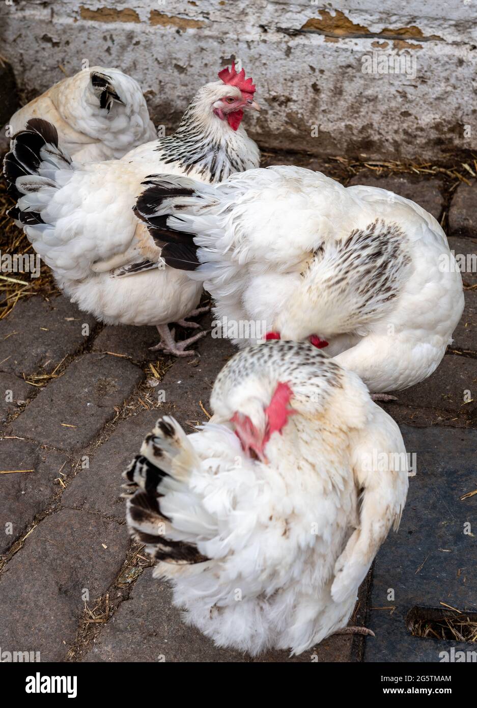 Freerange hens hi-res stock photography and images - Alamy