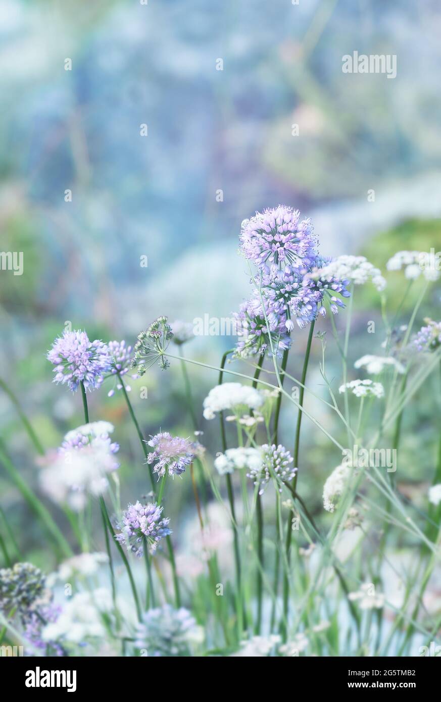 Nature background with spring flowers. Selective and soft focus Stock ...