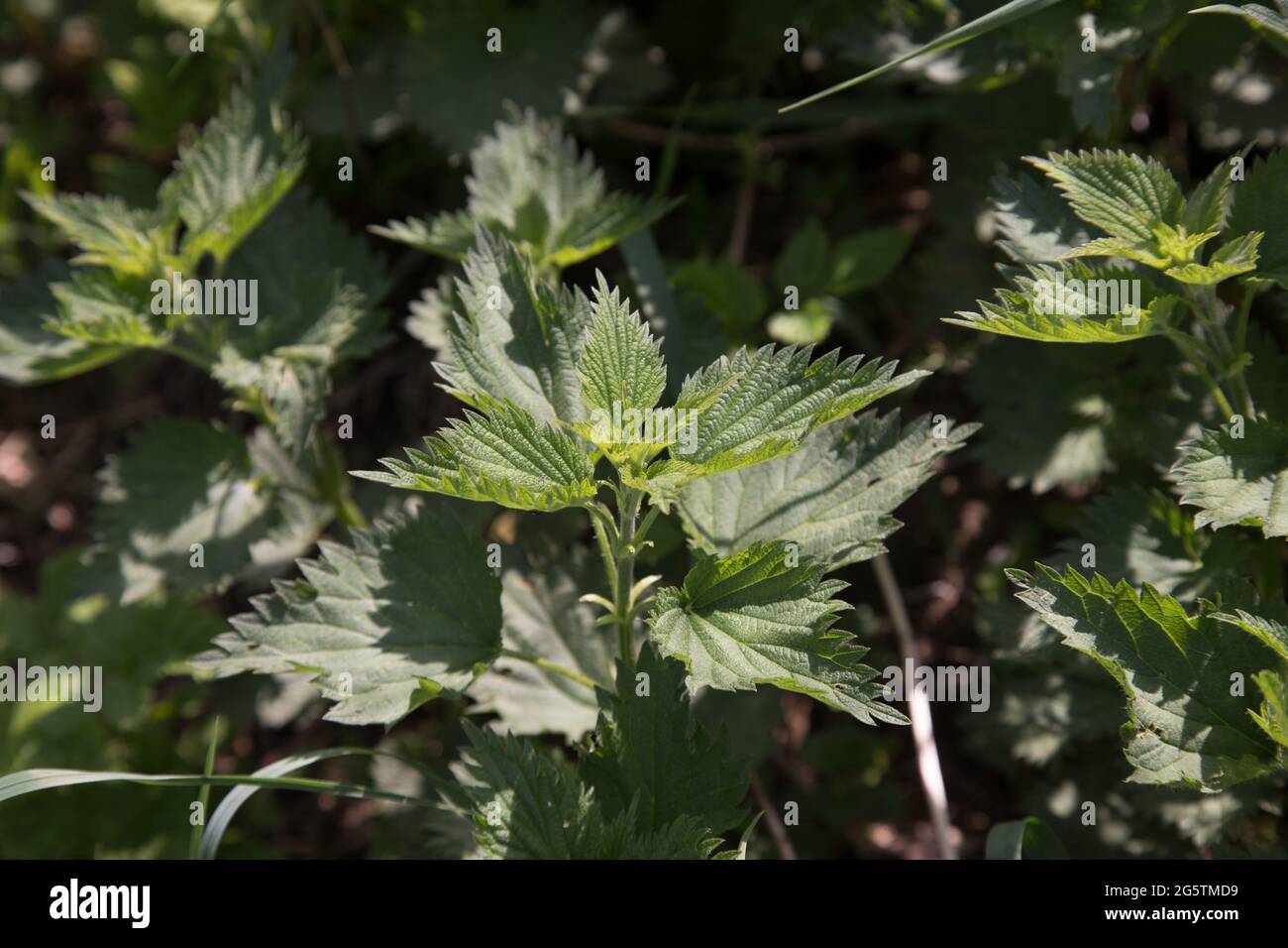 Nettle sting on young hi-res stock photography and images - Alamy
