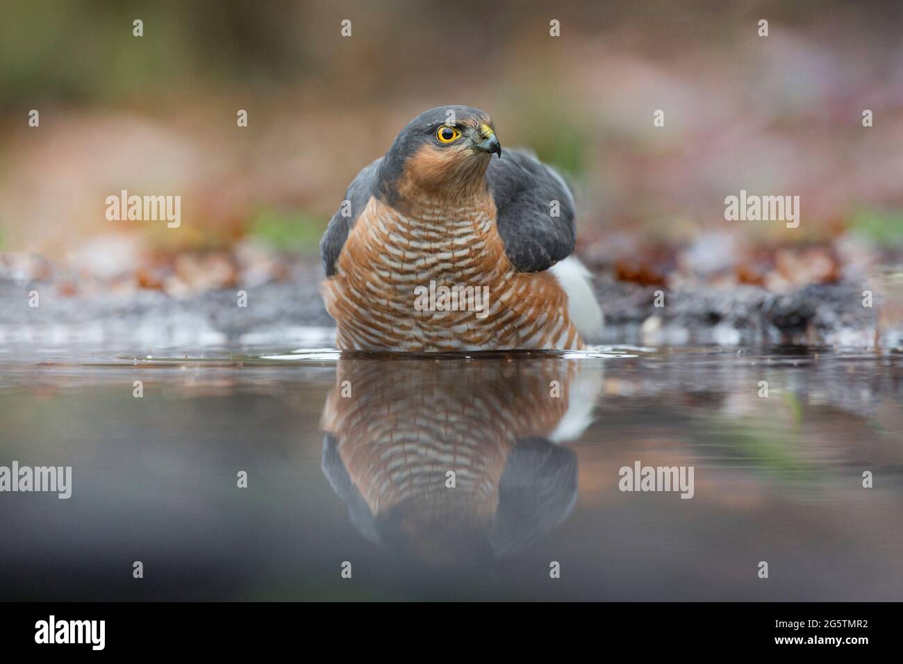 a eurasian sparrow hawk taking a bath Stock Photo - Alamy