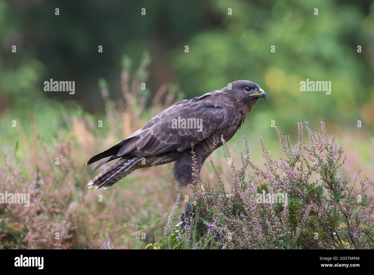 a common buzzard showing off its beauty Stock Photo - Alamy