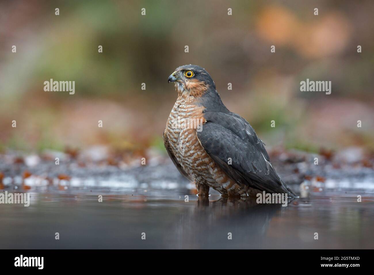 a eurasian sparrow hawk taking a bath Stock Photo - Alamy