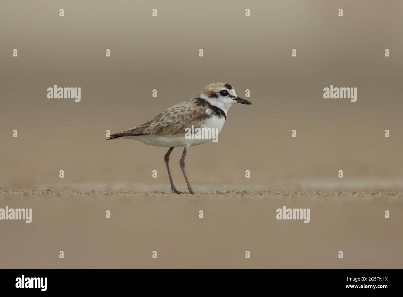 a Malaysian plover on beach in Thailand Stock Photo - Alamy