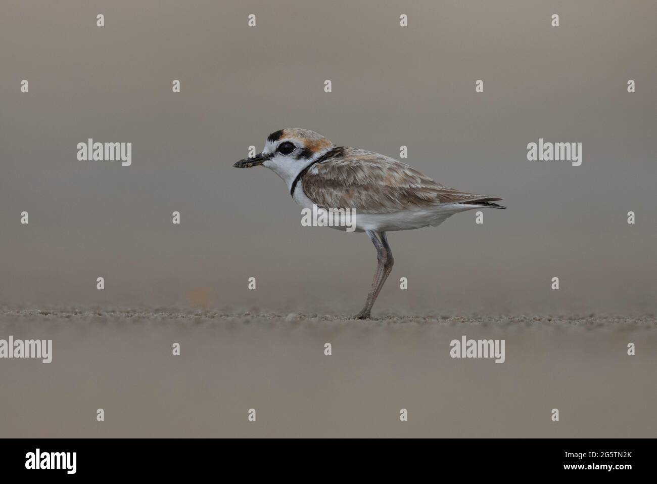 a Malaysian plover on beach in Thailand Stock Photo - Alamy