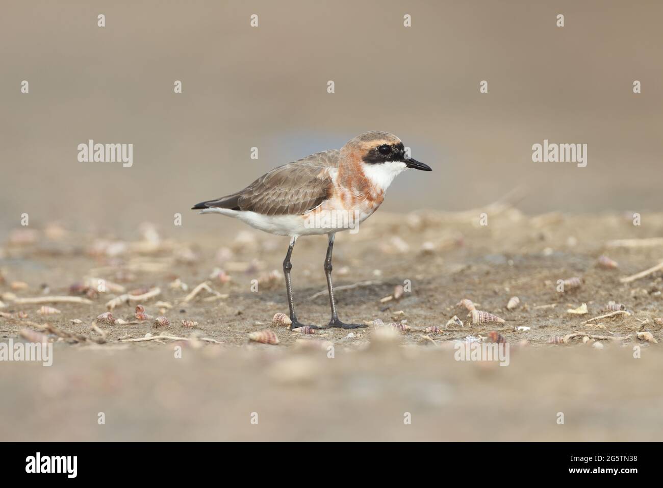 a lesser sand plover on the Thai beach Stock Photo - Alamy