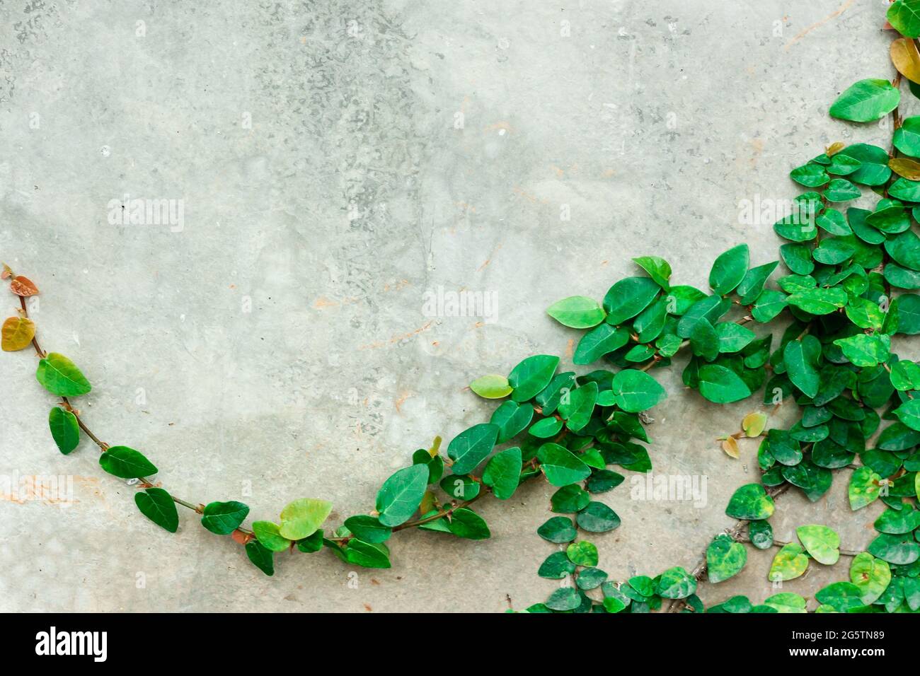 Climbing fig texture hi-res stock photography and images - Alamy