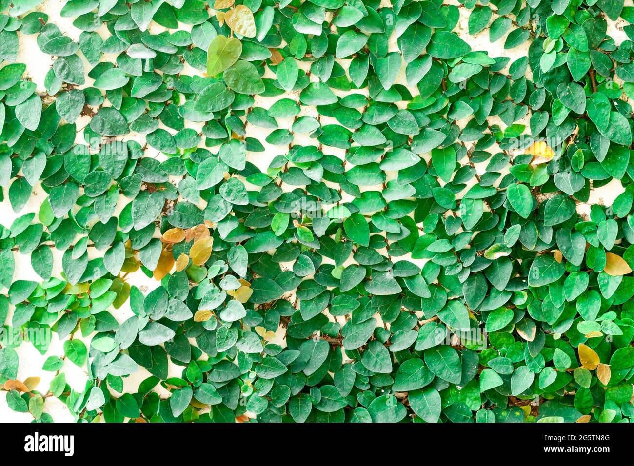 Climbing fig texture hi-res stock photography and images - Alamy