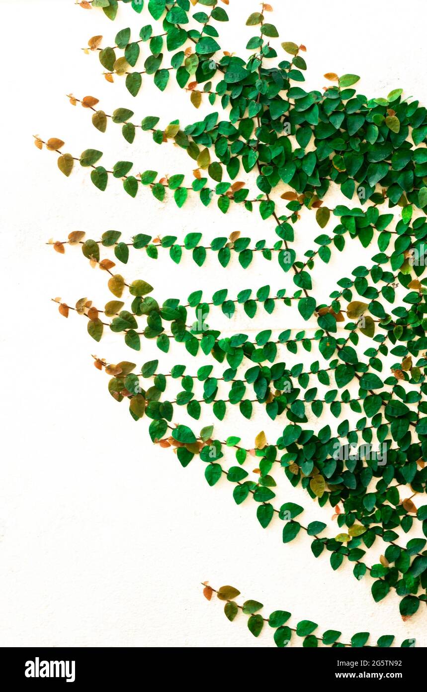 Climbing fig creeper hi-res stock photography and images - Alamy