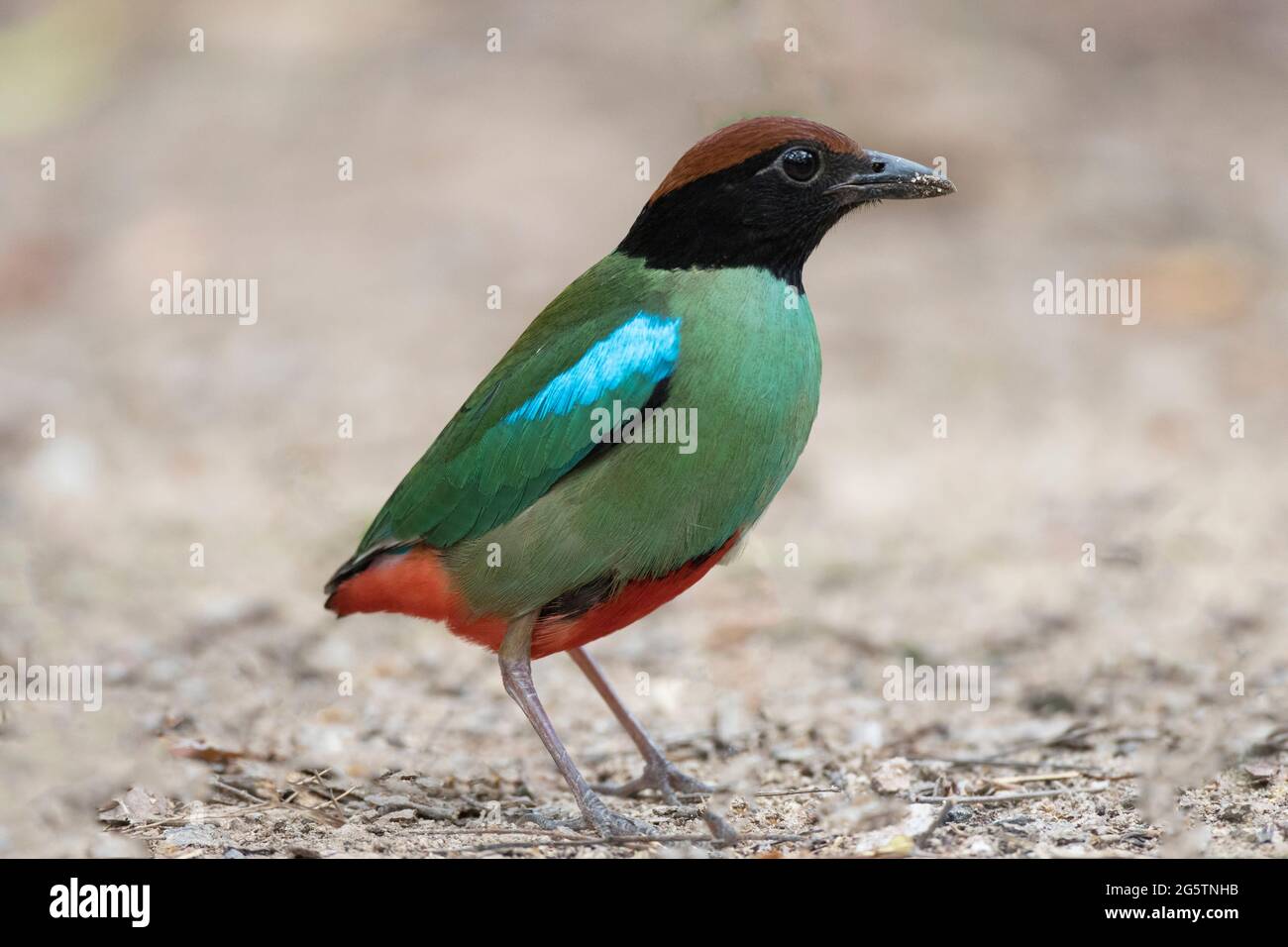 The ever impressive Hooded Pitta Stock Photo - Alamy