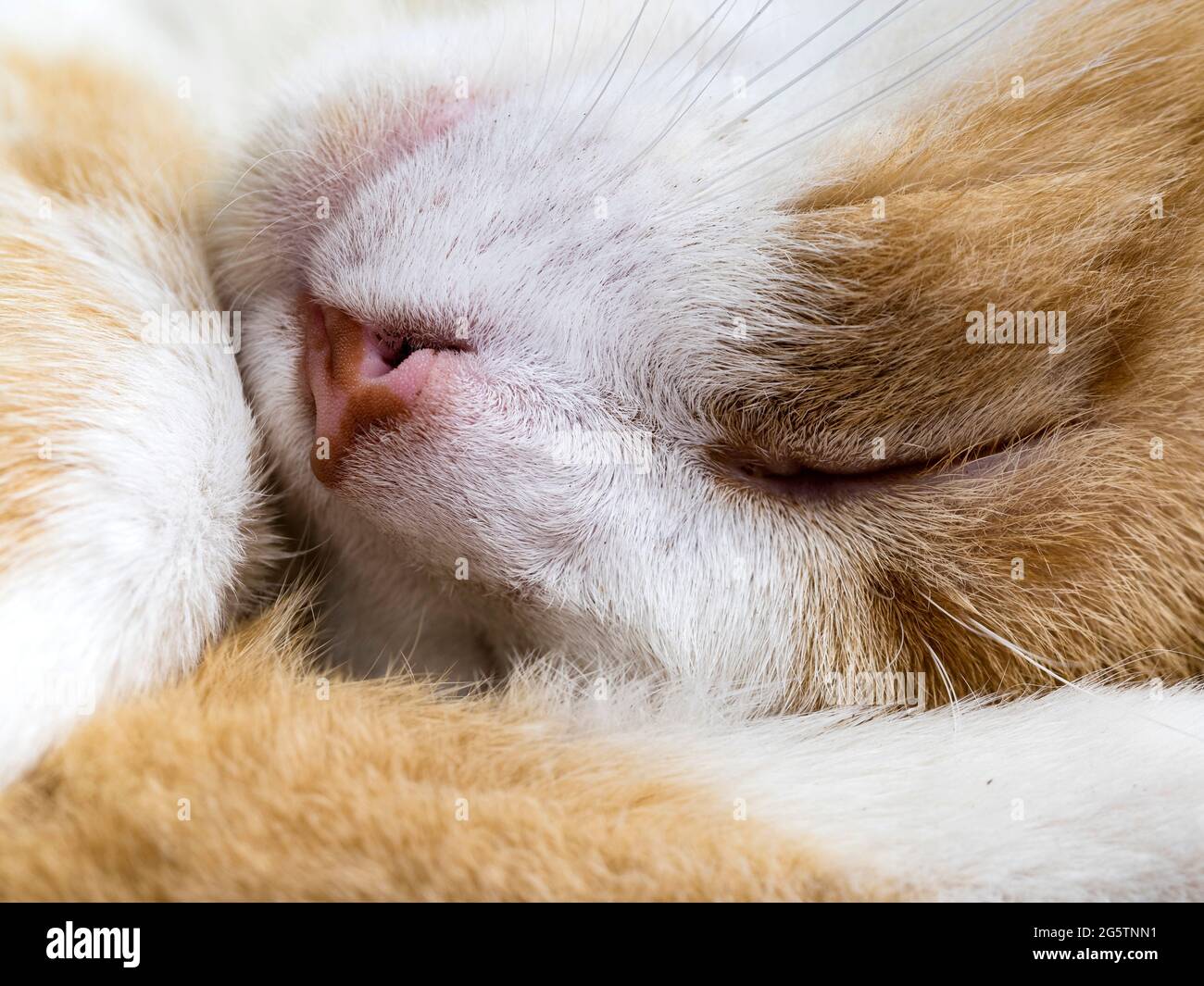 Foxy cat hi-res stock photography and images - Alamy