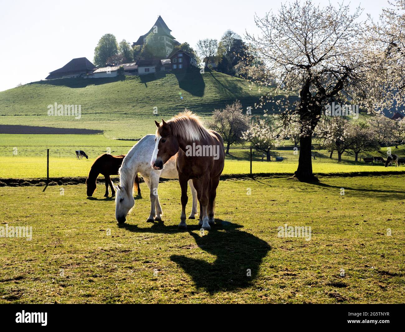 Trachselwald castle hi-res stock photography and images - Alamy