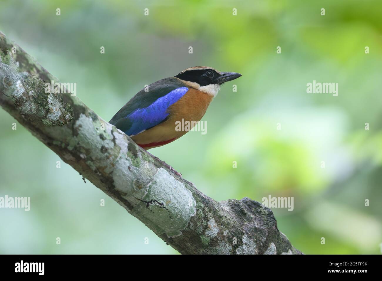 the beautiful colorful blue-winged pitta Stock Photo - Alamy