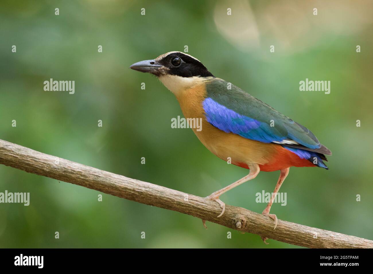the beautiful colorful blue-winged pitta Stock Photo - Alamy