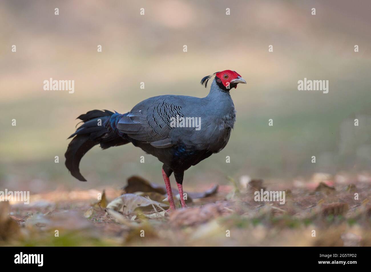Siamese fireback hi-res stock photography and images - Alamy