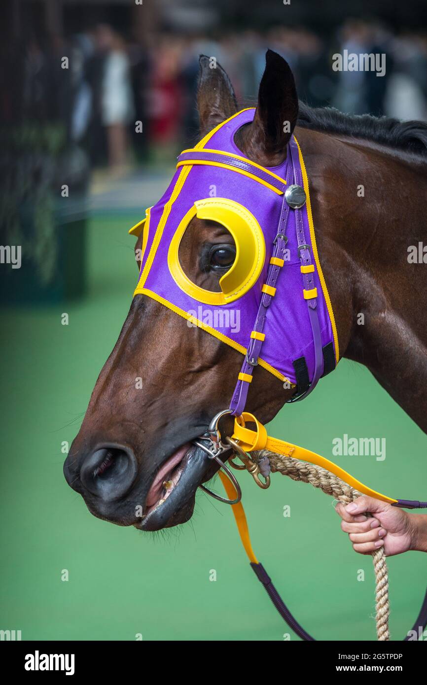 Horse racing themed photograph. Presentation of a race horse Stock ...
