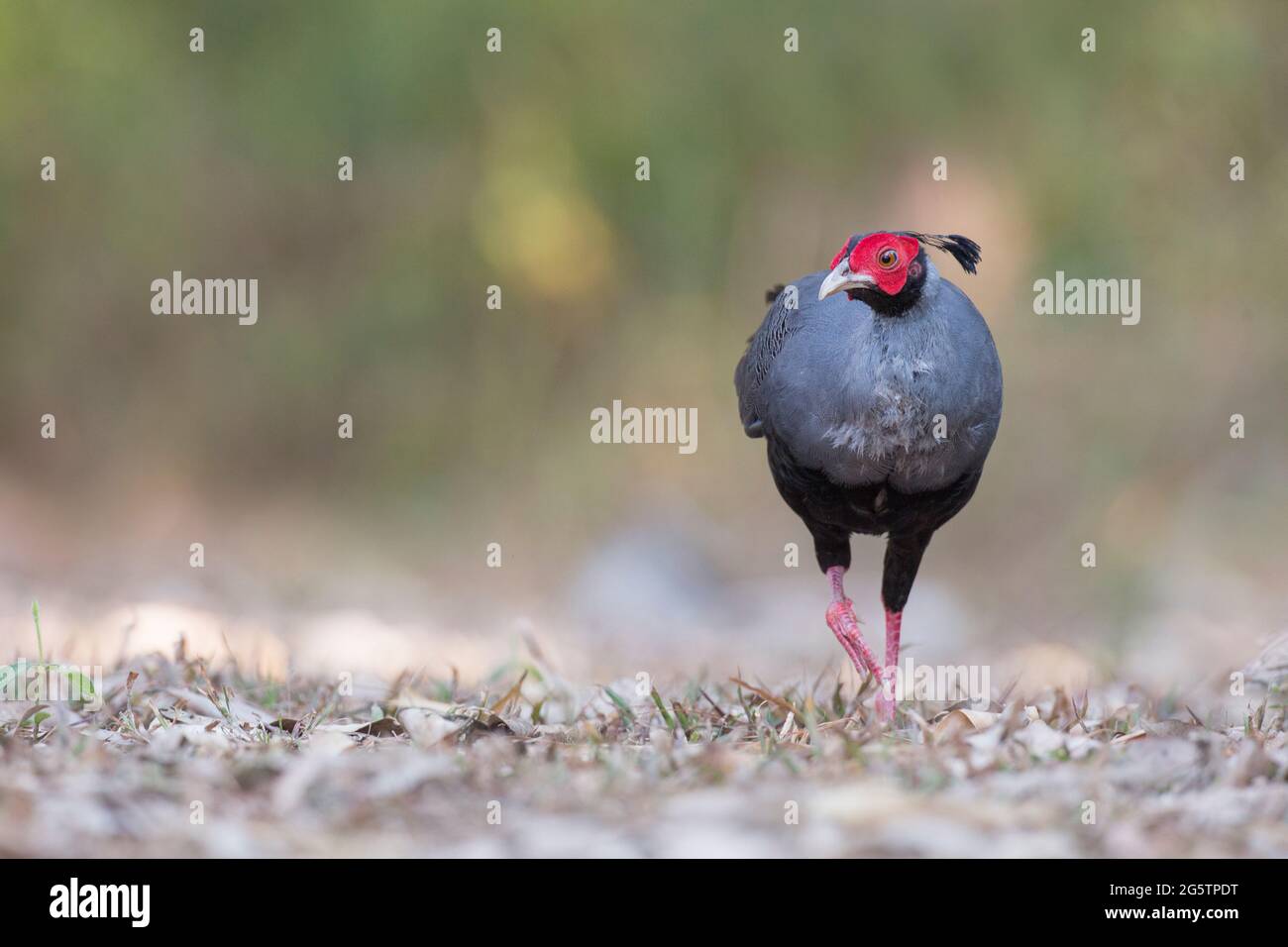 Siamese fireback pheasant hi-res stock photography and images - Alamy