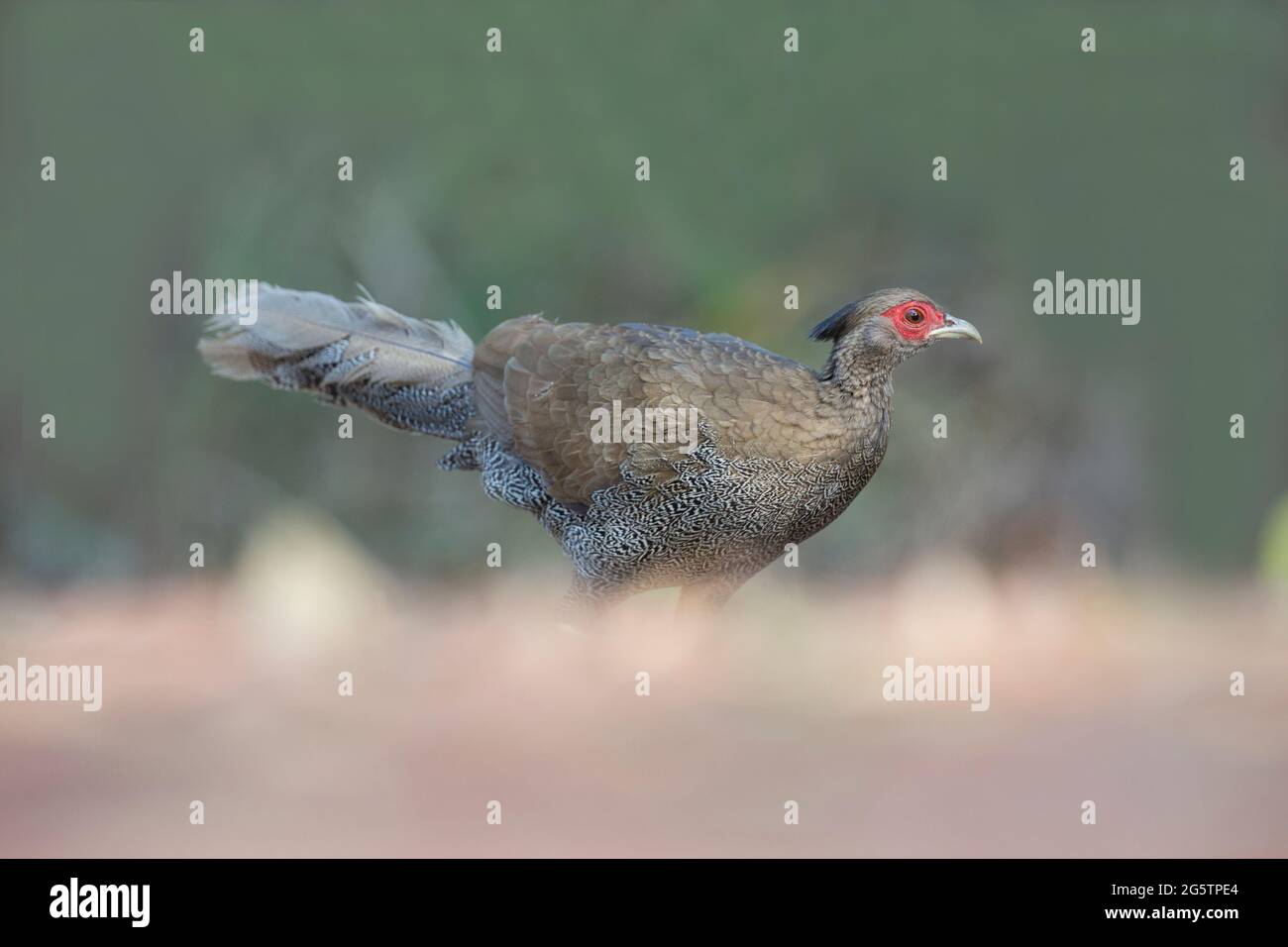 Siamese fireback pheasant hi-res stock photography and images - Alamy
