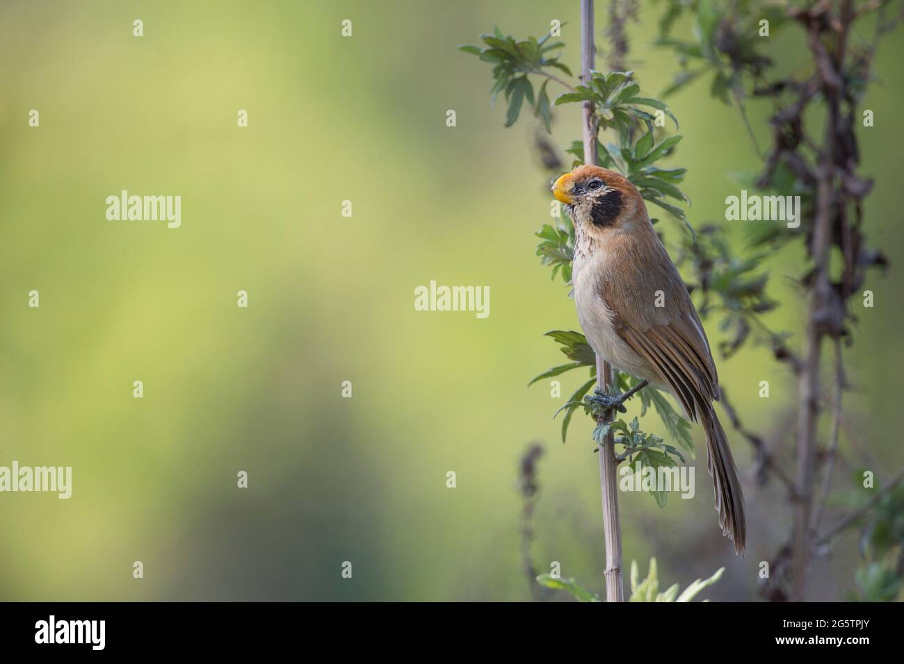 Parrotbill hi-res stock photography and images - Alamy