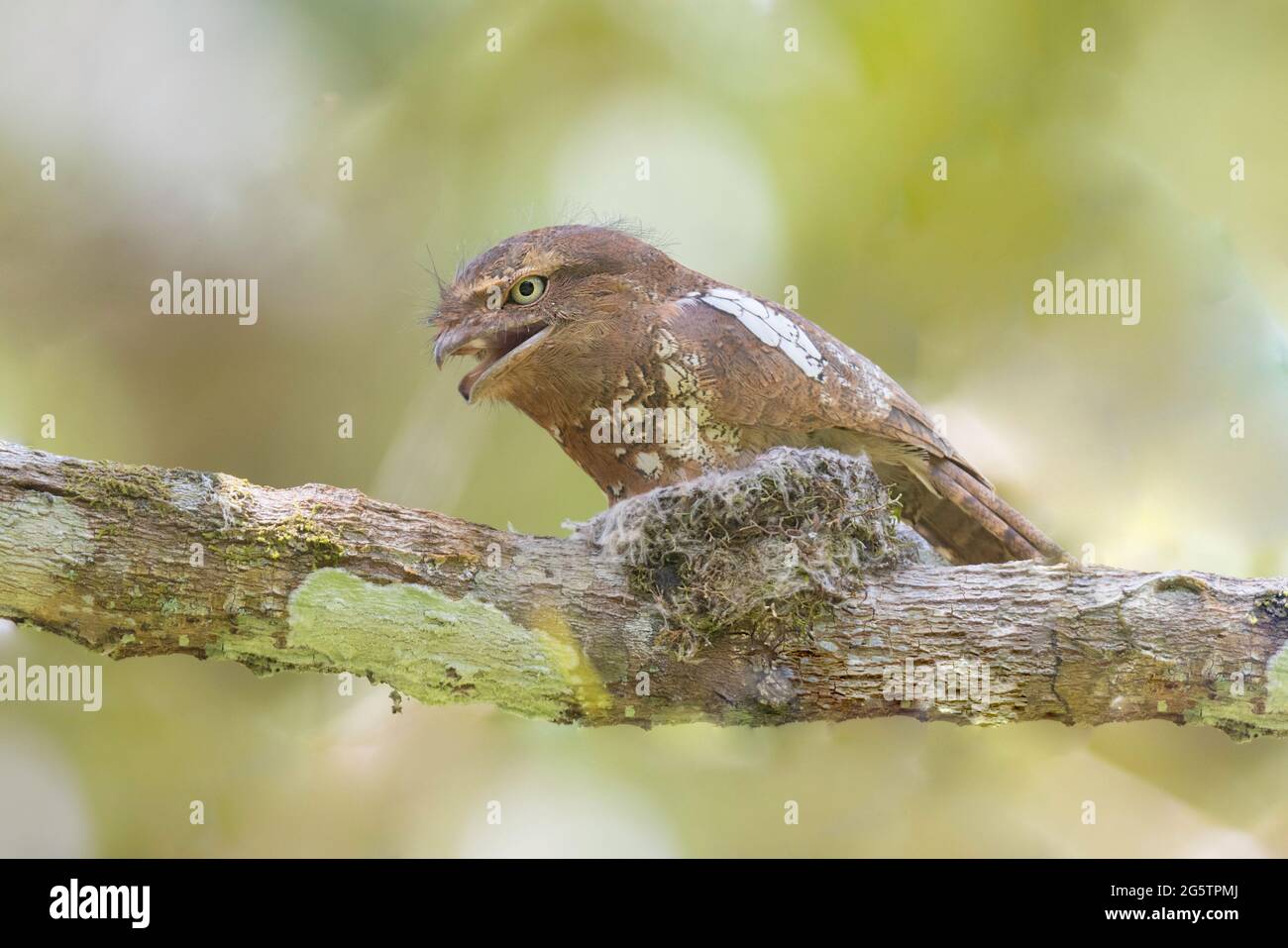 Indochinese birds hi-res stock photography and images - Alamy