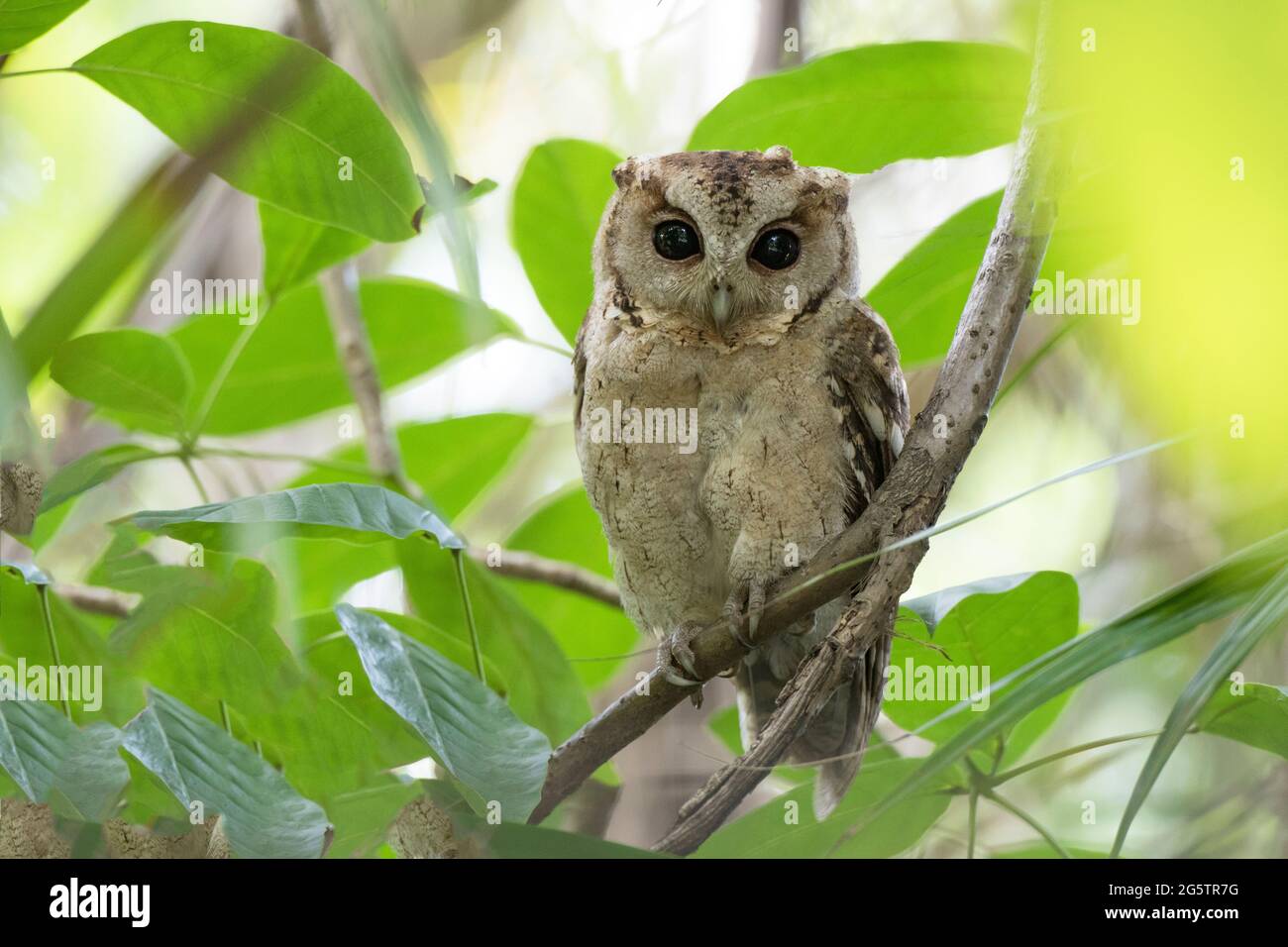 Collared scops owl with its cute round eyes Stock Photo - Alamy