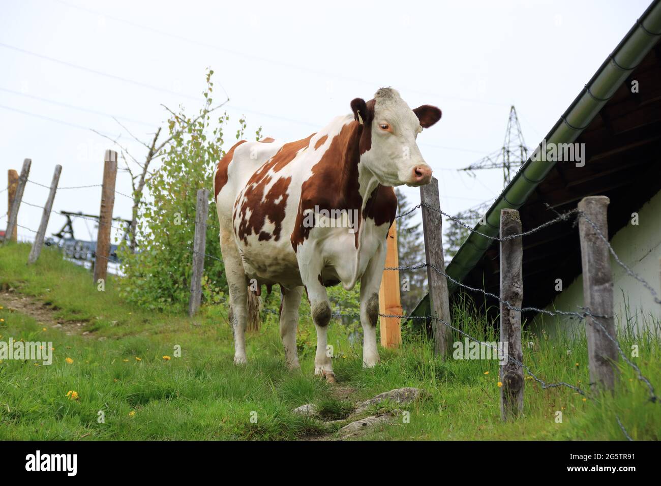 Cow stands on a hiking trail in the Alps Stock Photo - Alamy