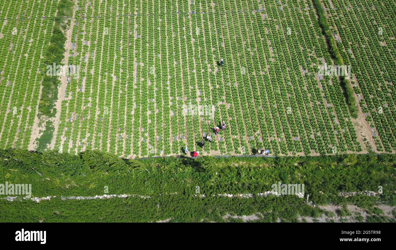 HEJING, CHINA - JUNE 29, 2021 - Aerial photo of villagers loosening ...