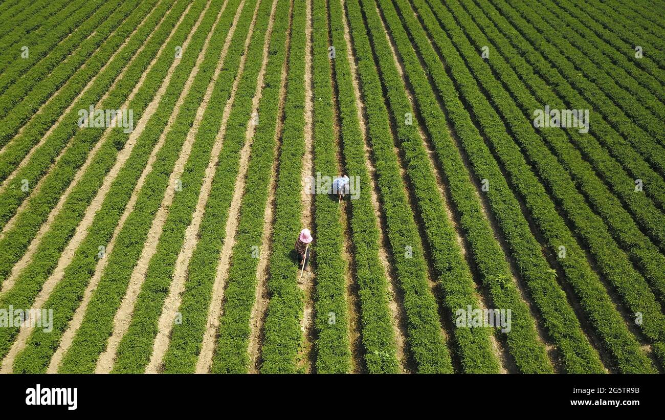 HEJING, CHINA - JUNE 29, 2021 - Aerial photo of villagers loosening ...