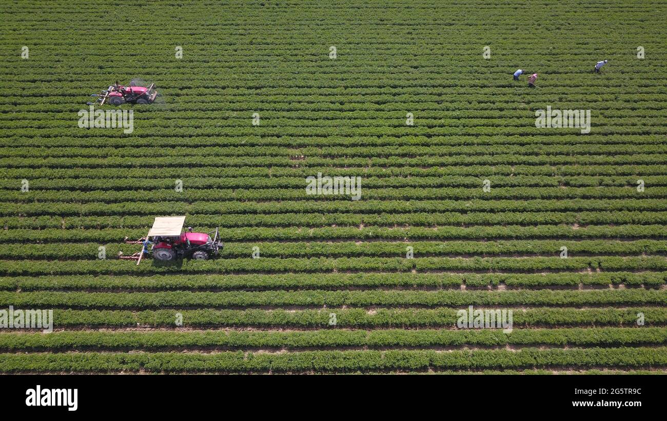 HEJING, CHINA - JUNE 29, 2021 - Aerial photo of villagers loosening ...