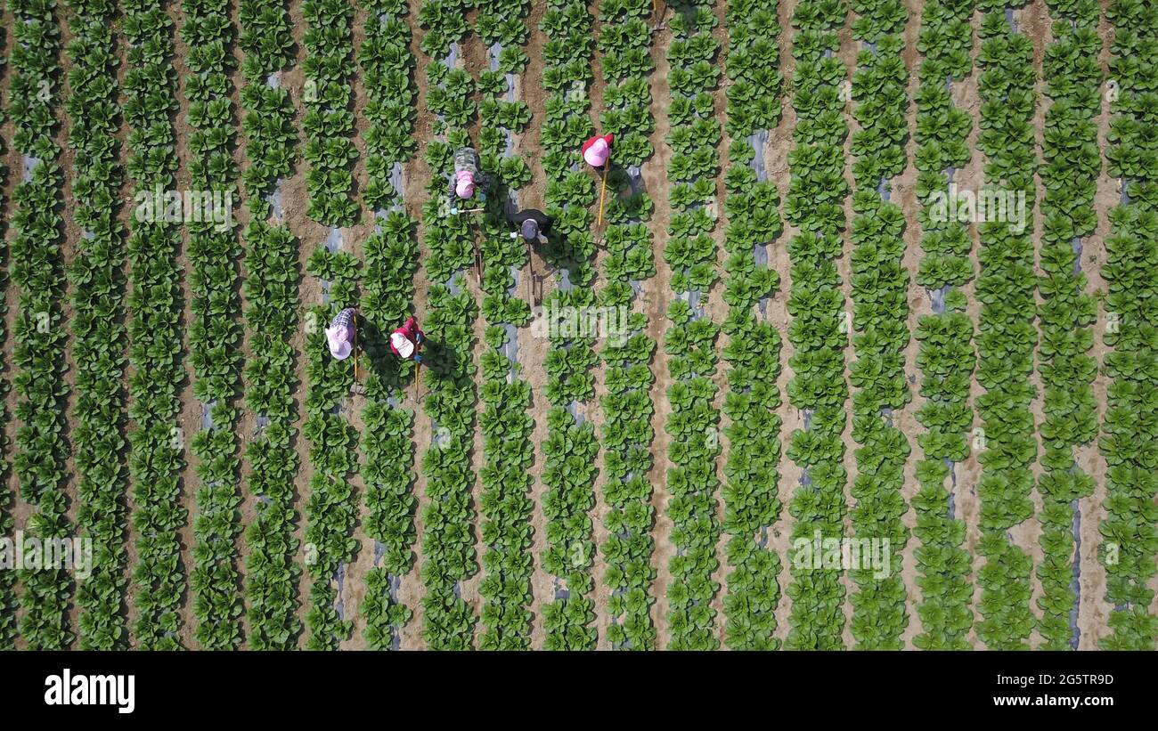 HEJING, CHINA - JUNE 29, 2021 - Aerial photo of villagers loosening ...