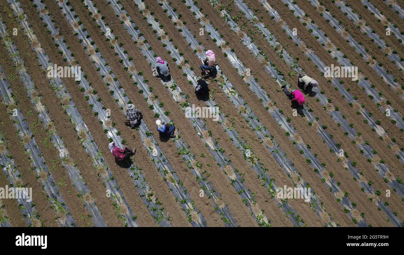 HEJING, CHINA - JUNE 29, 2021 - Aerial photo of villagers loosening ...