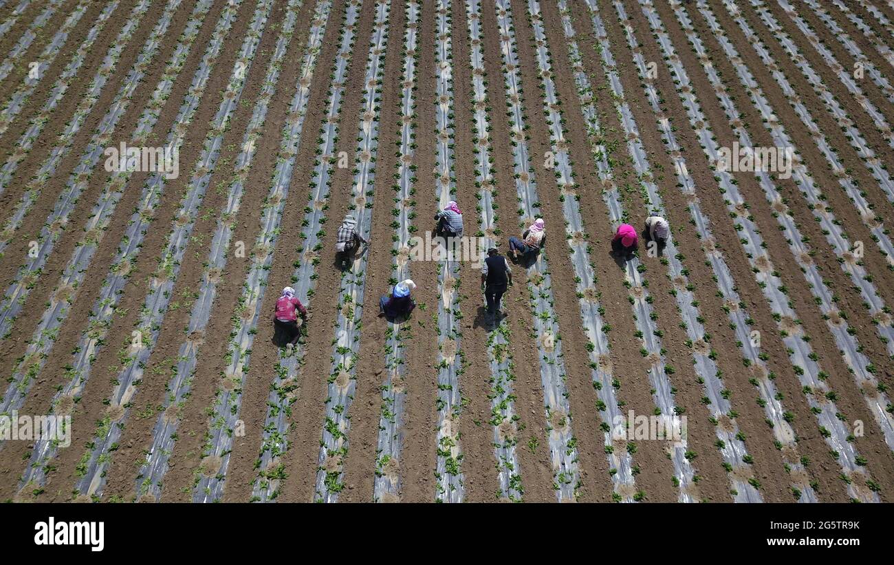 HEJING, CHINA - JUNE 29, 2021 - Aerial photo of villagers loosening ...