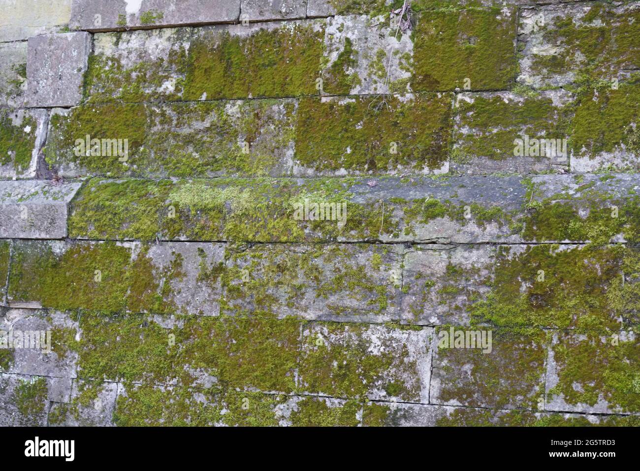 Moldy stone wall through damp walls structure photographed in daylight ...