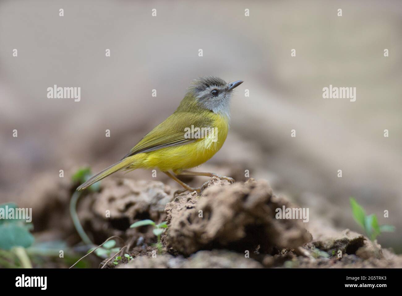 Skittish animals hi-res stock photography and images - Alamy