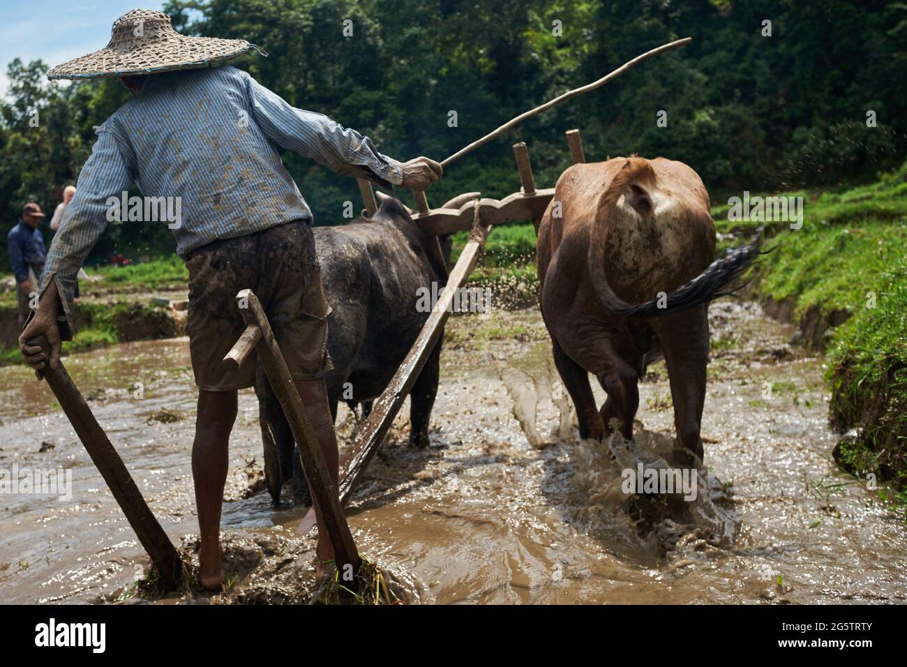 Nepal rice farms hi-res stock photography and images - Alamy