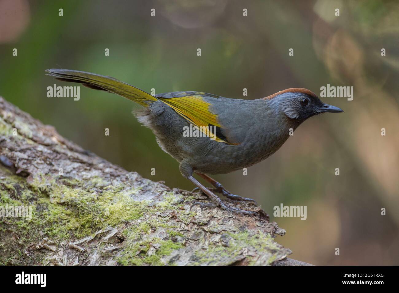 Silver eared laughingthrush hi-res stock photography and images - Alamy