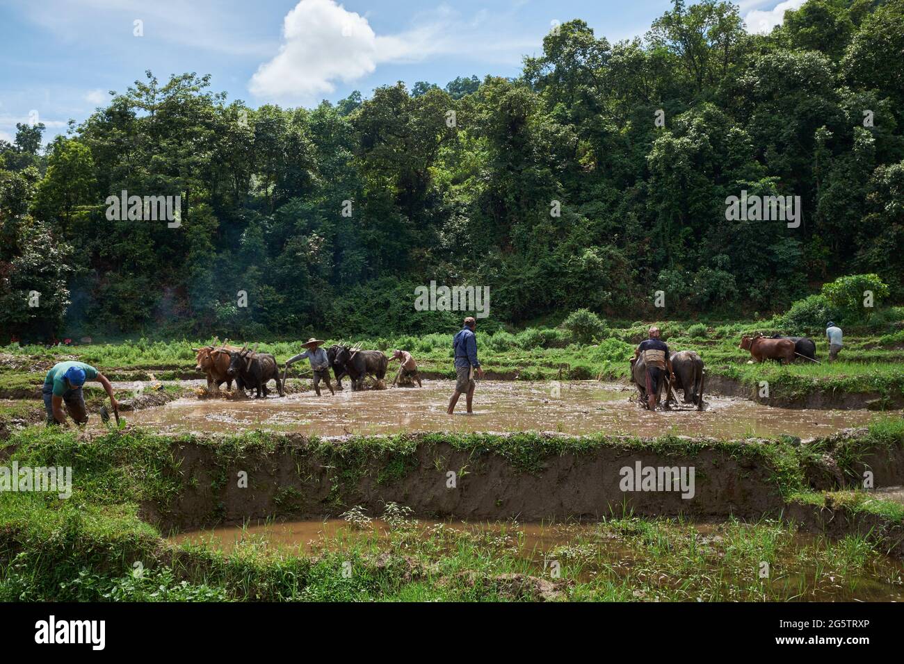 Ploughing with bullocks hi-res stock photography and images - Alamy