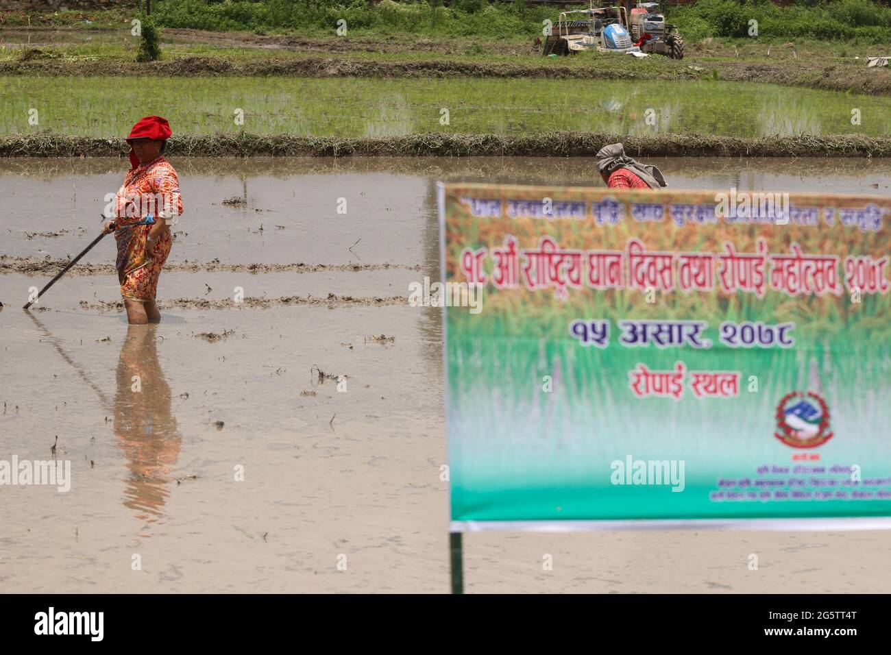 Lalitpur, Nepal. 30th June, 2021. Farmers working in paddy field plants ...