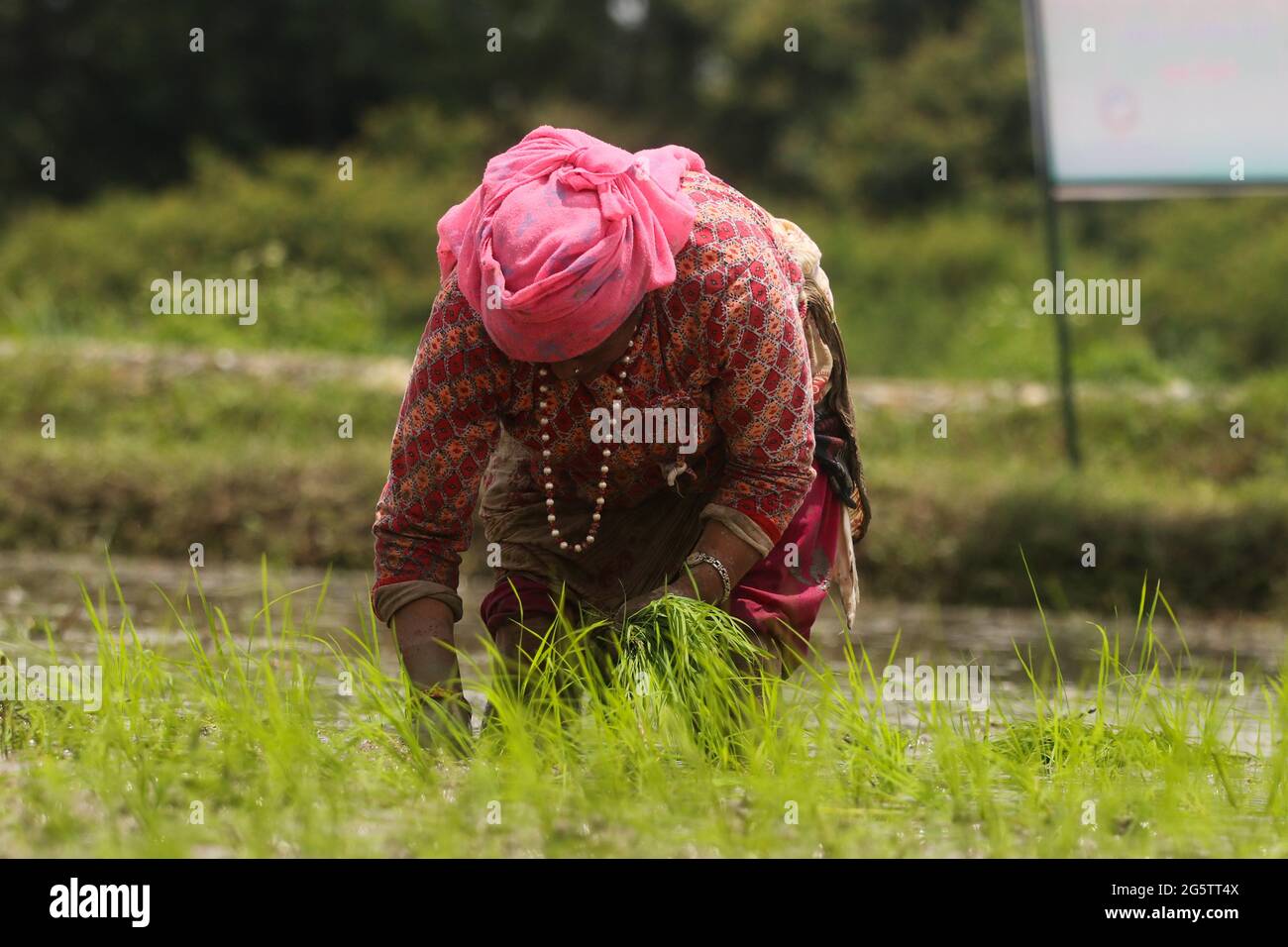 Lalitpur, Nepal. 30th June, 2021. Farmers working in paddy field plants ...