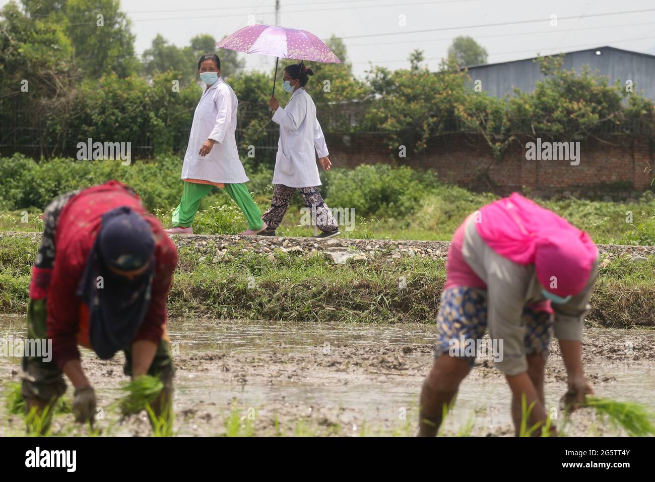 Lalitpur, Nepal. 30th June, 2021. Farmers working in paddy field plants ...