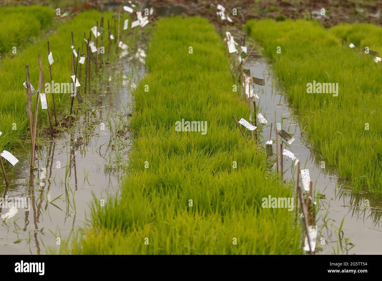 Lalitpur, Nepal. 30th June, 2021. Farmers working in paddy field plants ...