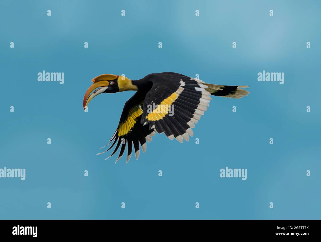 a great hornbill in flight Stock Photo - Alamy
