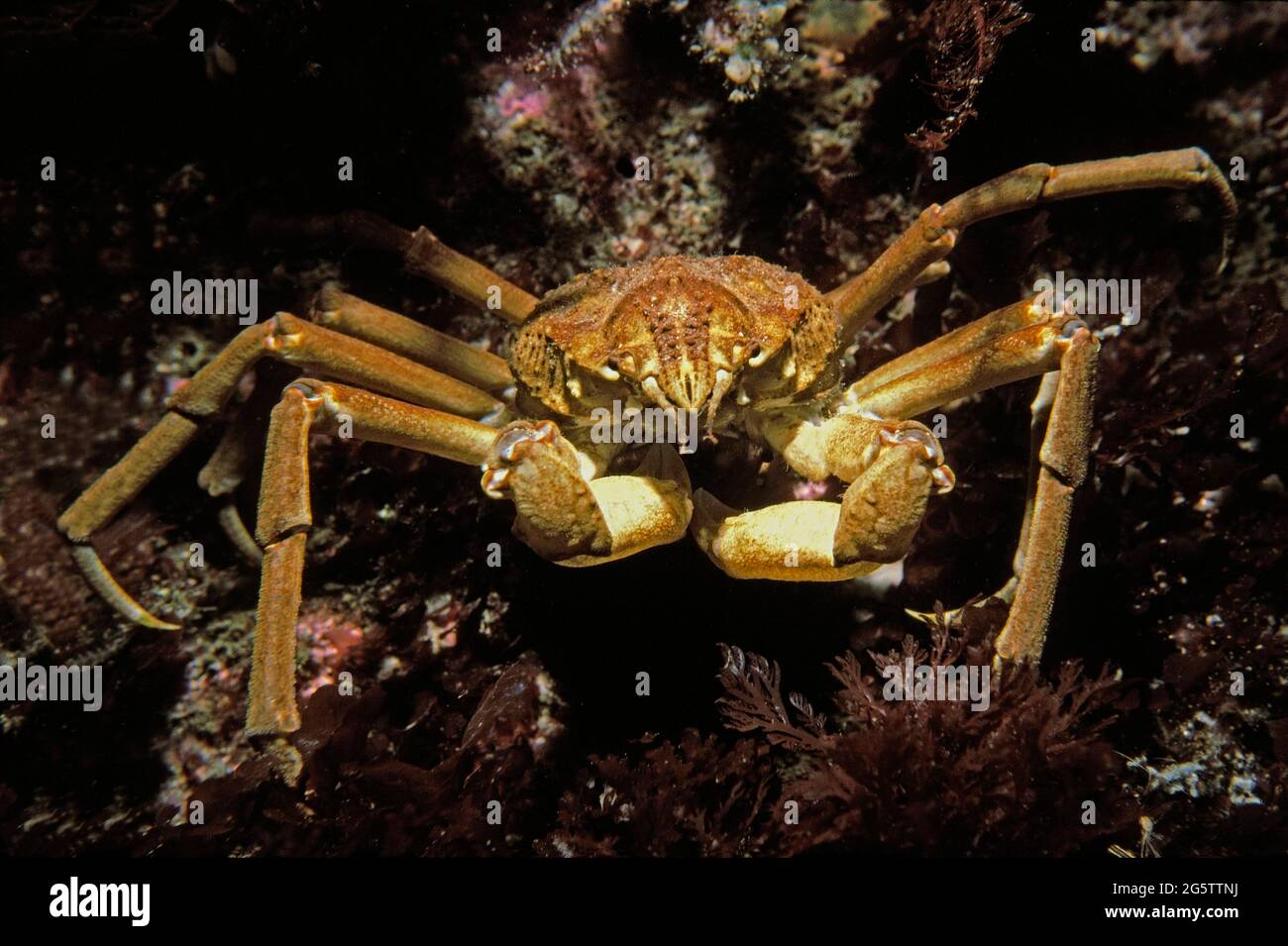 Great spider crab hyas araneus hi-res stock photography and images - Alamy