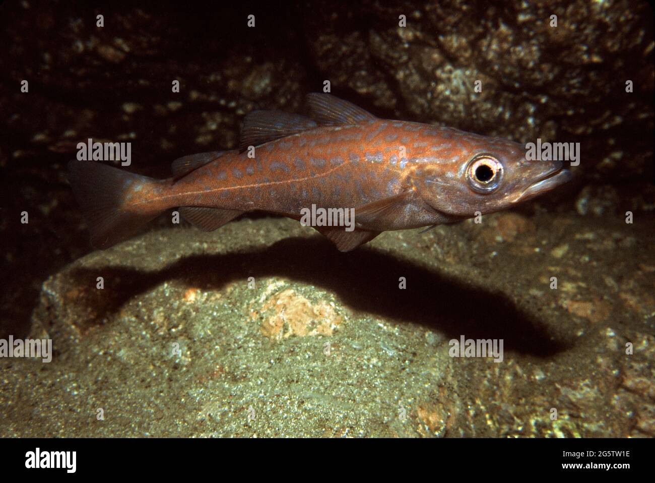 A young Pollack (Pollachius pollachius) under a rocky overhang in ...
