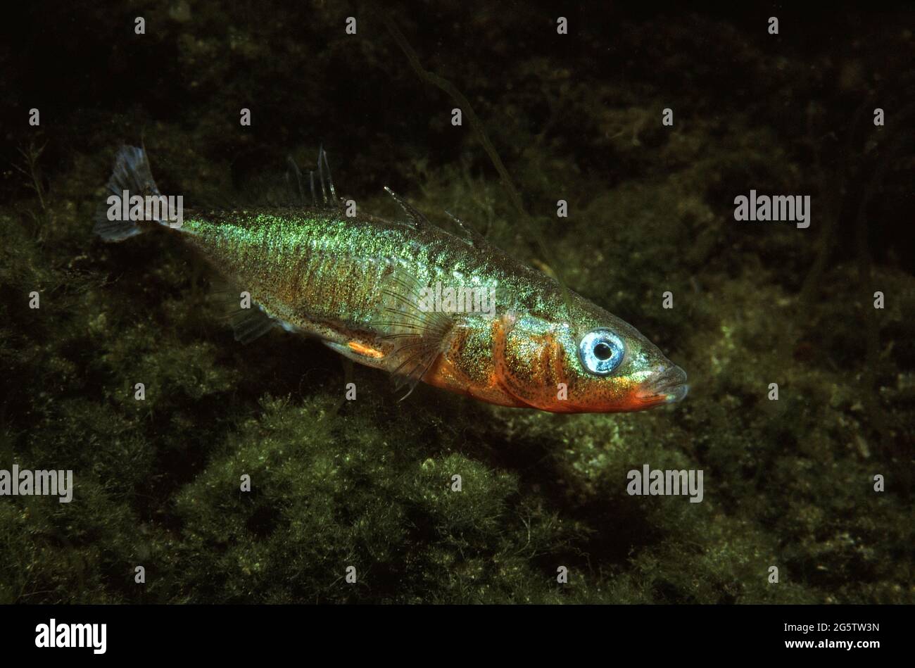 Male three spined stickleback hi-res stock photography and images - Alamy
