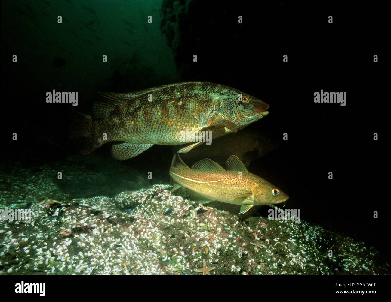 Ballan wrasse (Labrus bergylta) and a young cod (Gadus morhua) on an ...