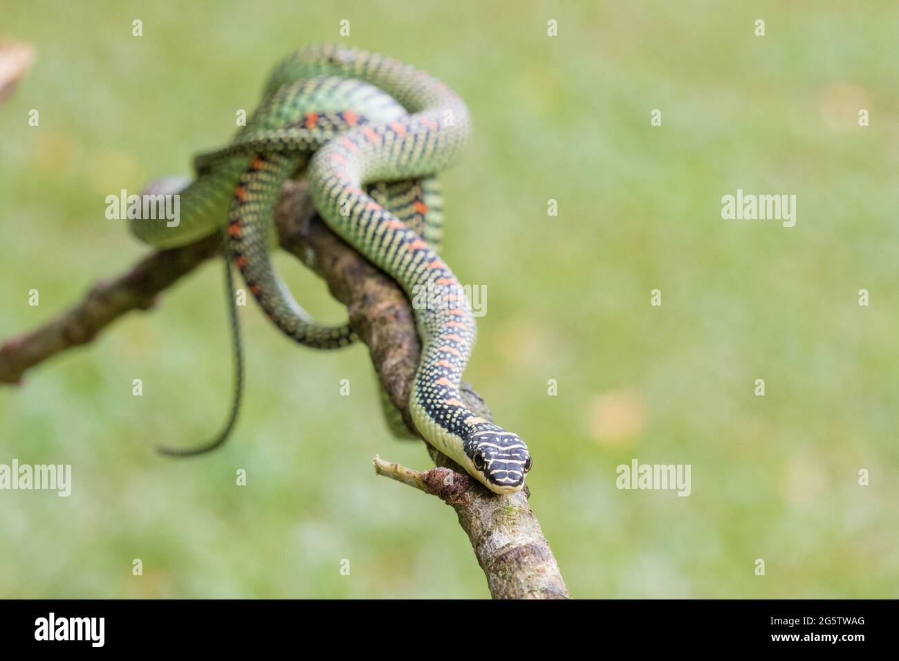 Flying snake paradise hi-res stock photography and images - Alamy