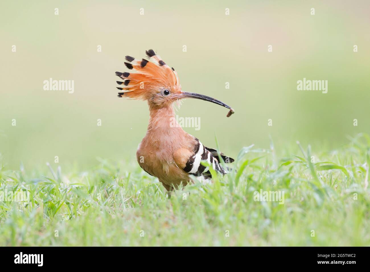 a eurasian hoopoe with its crest up Stock Photo - Alamy